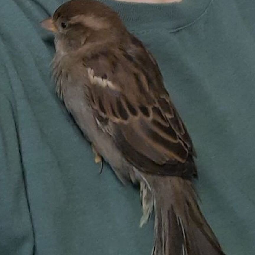 Ручной воробей