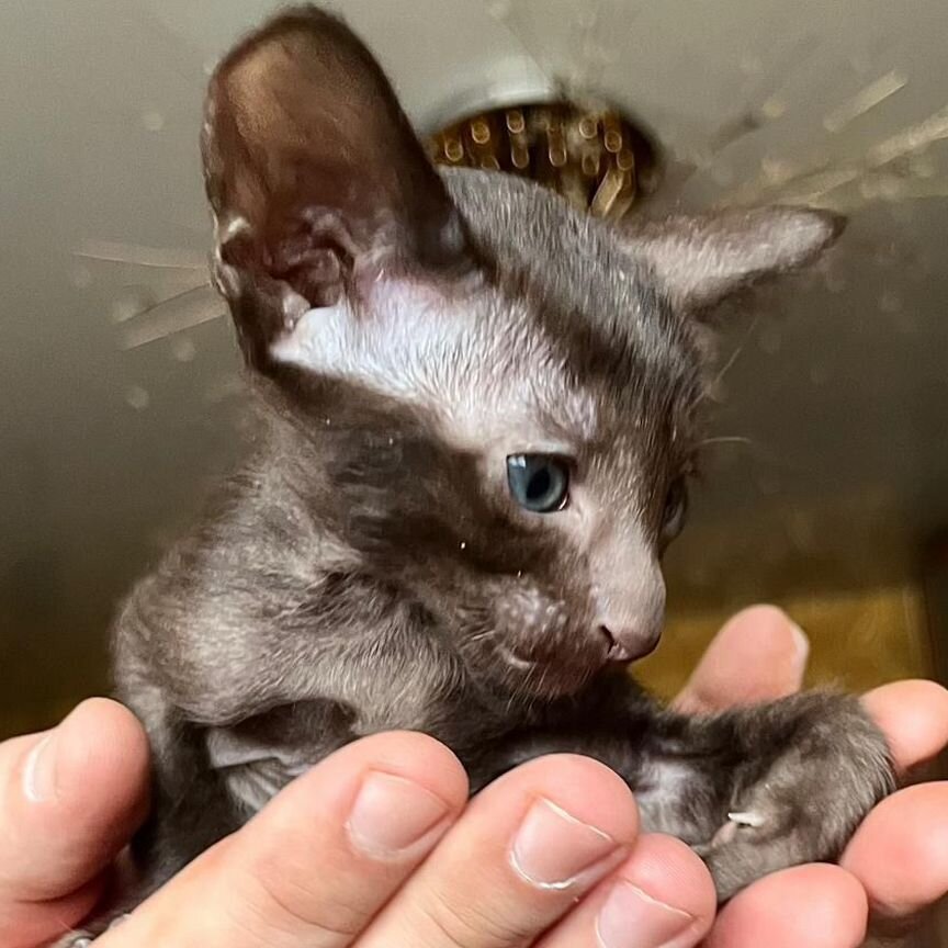 Котята ориенталы