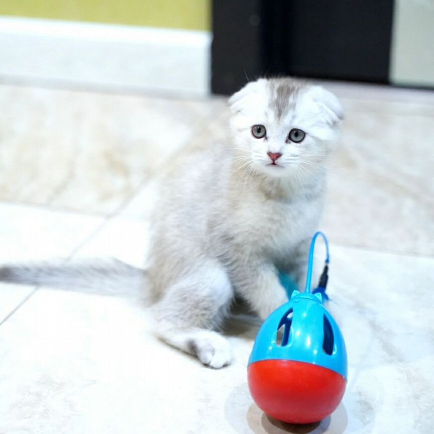 Шиншиловые котята