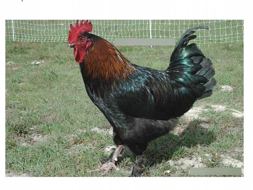 Маран чернмедный, белый, голубомедный