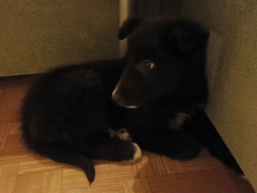 Чудный щенок ищет маму И папу
