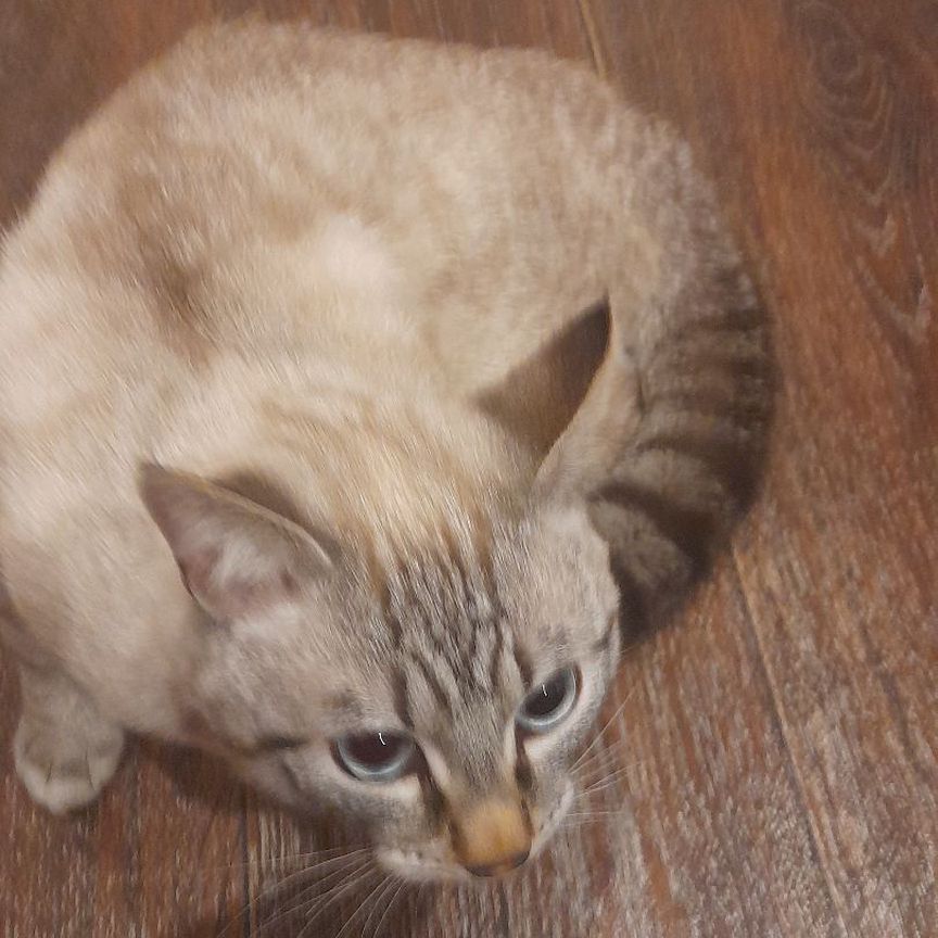 Отдам котика 8 мес