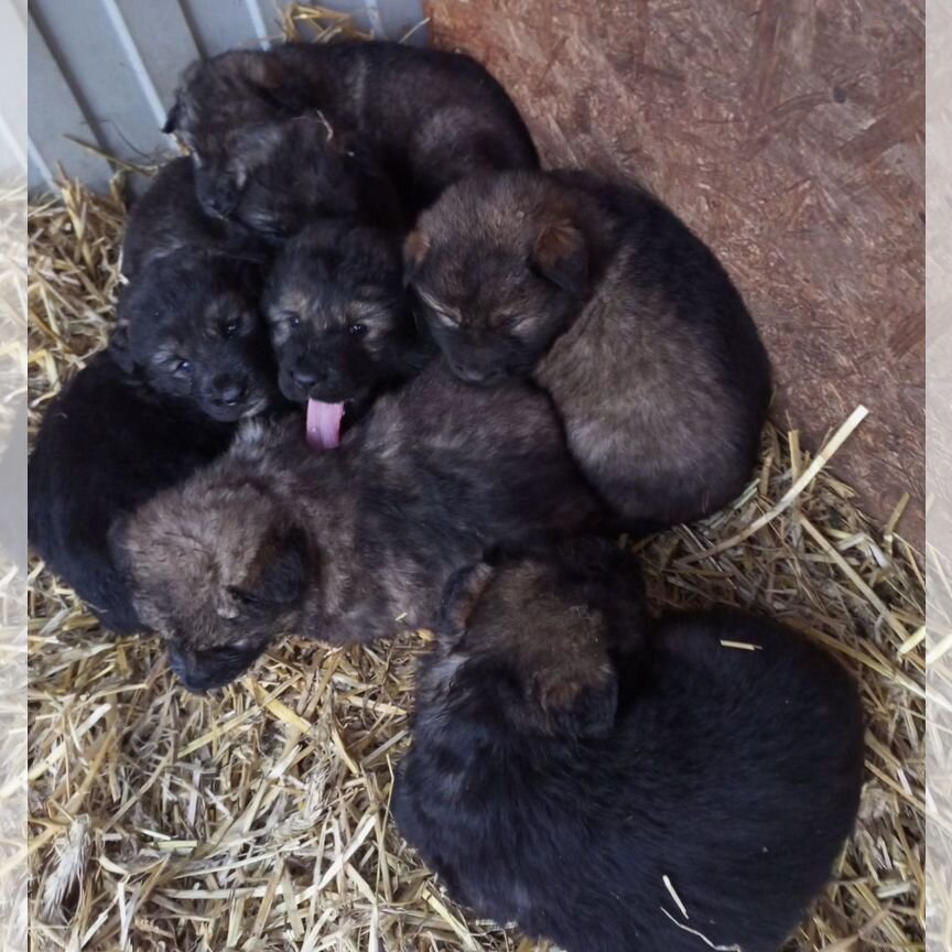 Щенки немецкой овчарки, кавказец продаажа