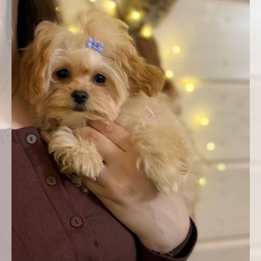 Мальтипу, щенок