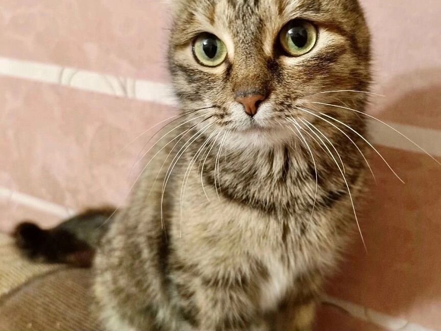 Кошка из приюта