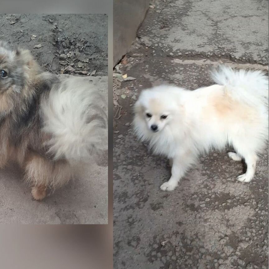 Померанский шпиц, взрослая собака