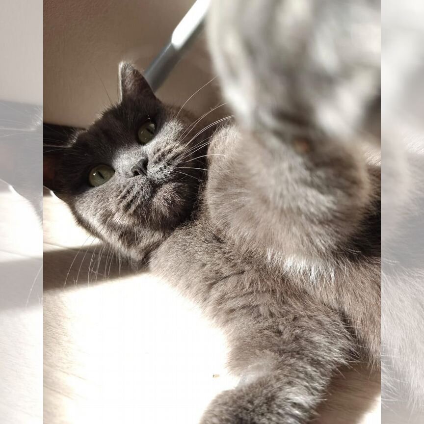 Британская короткошёрстная кошка, взрослая