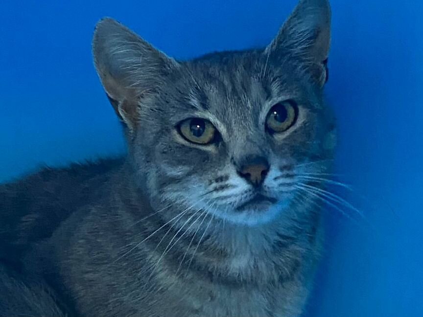 Амелия мечтает стать домашней и любимой