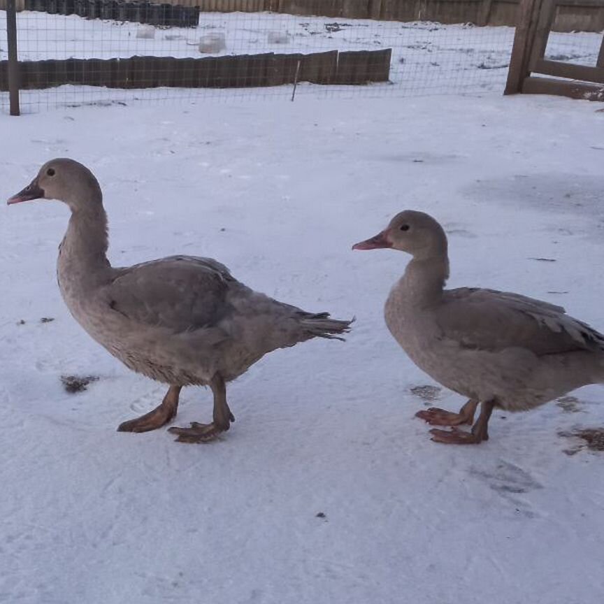 Мускусные утки тяжелые линии лаванда