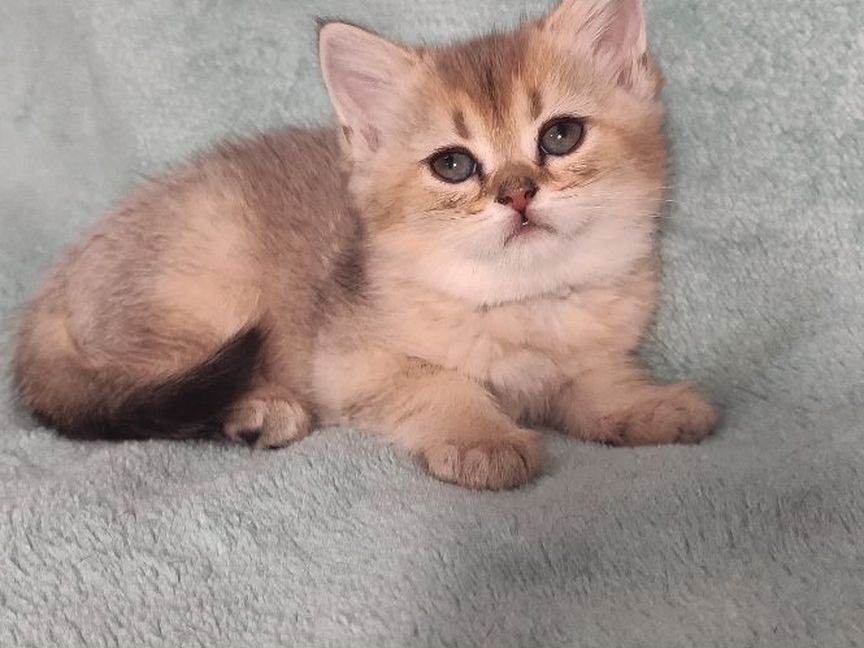 Шотландские котята