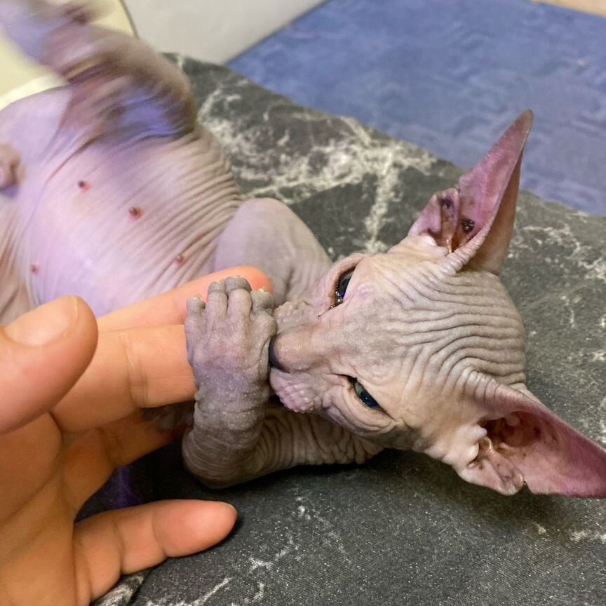 Донской сфинкс котёнок