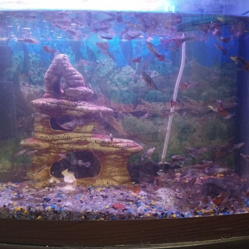 Продажа рыб, гуппи