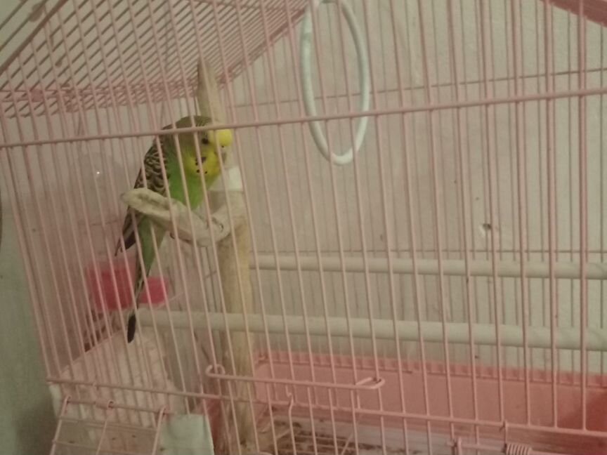 Клетка для попугаев