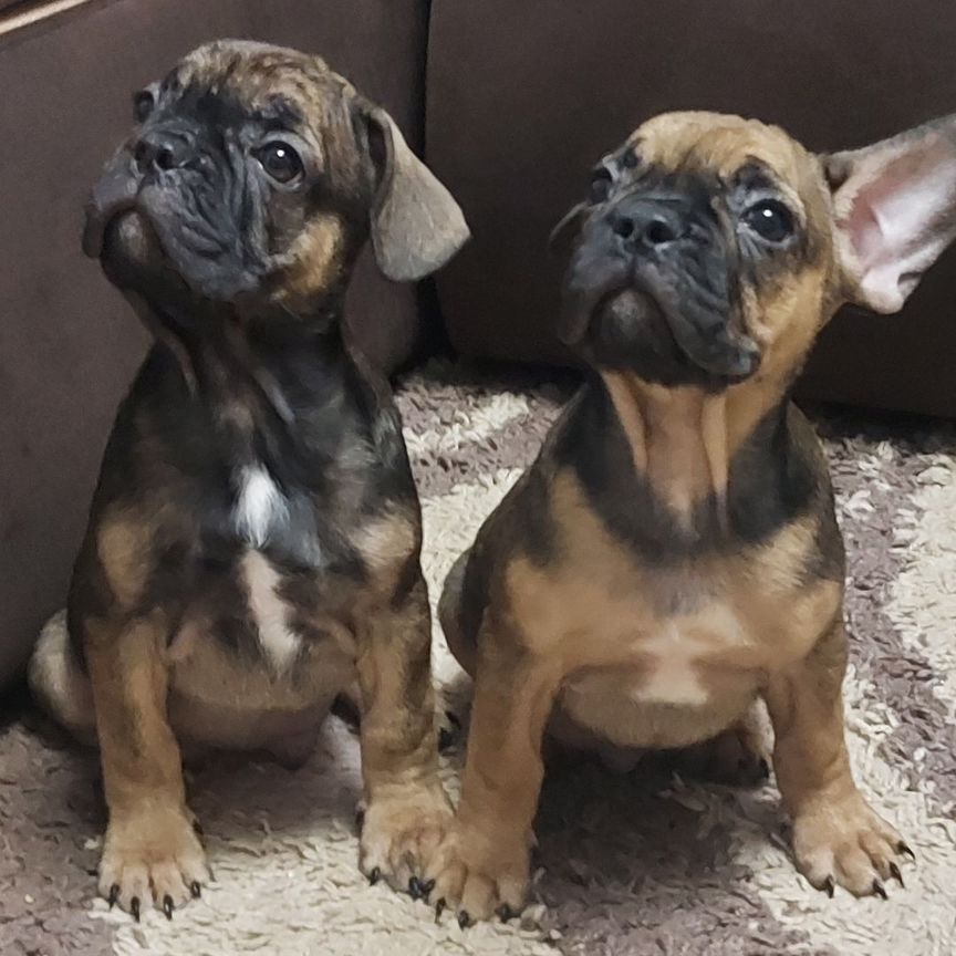 Французский бульдог