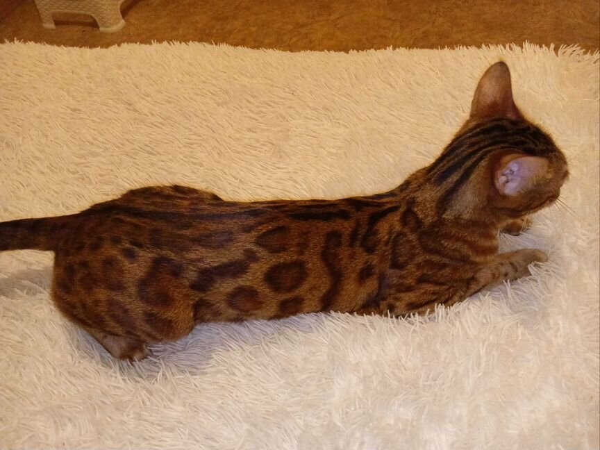 Бенгальская кошка