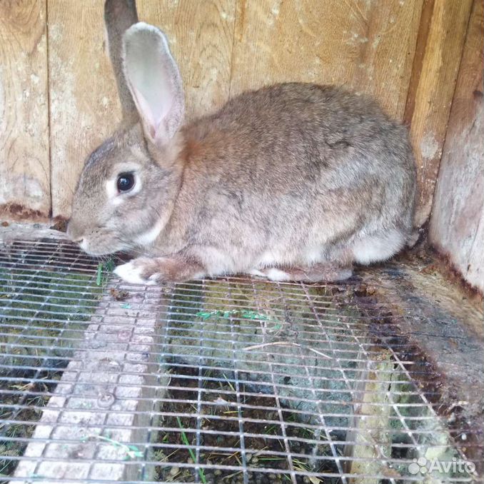 Серый великан