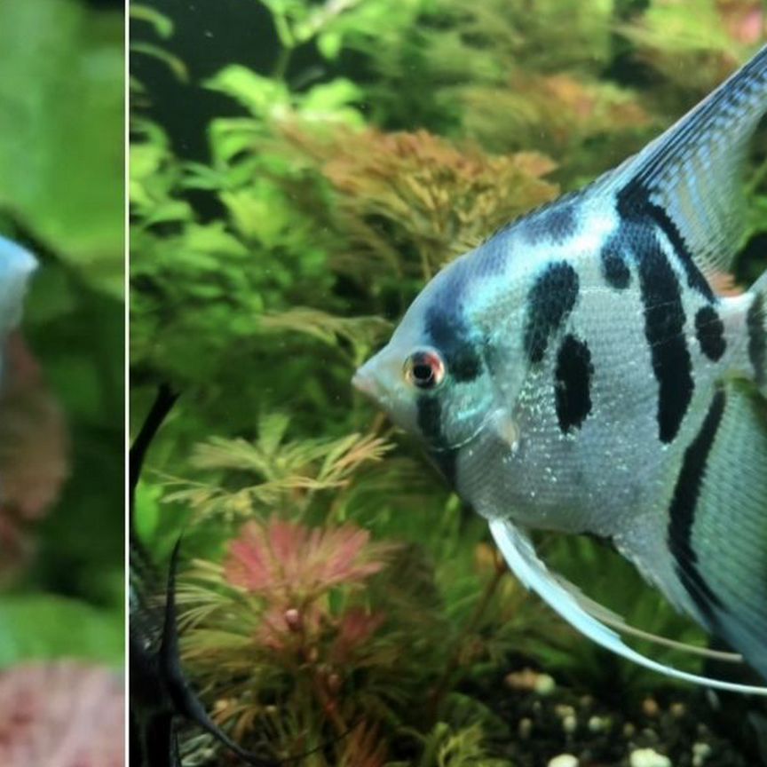 Скалярия голубая Пиной светлый анциструс