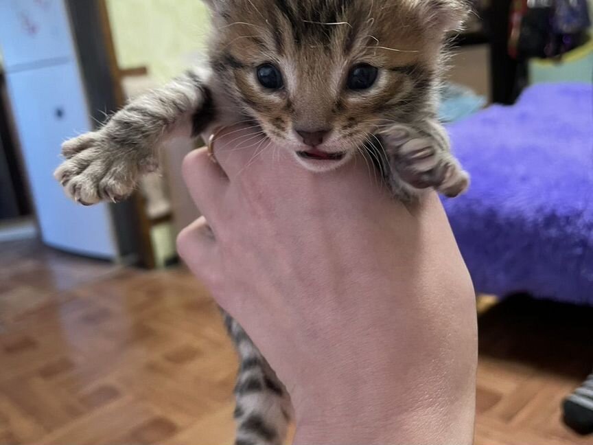 Котята бангальские