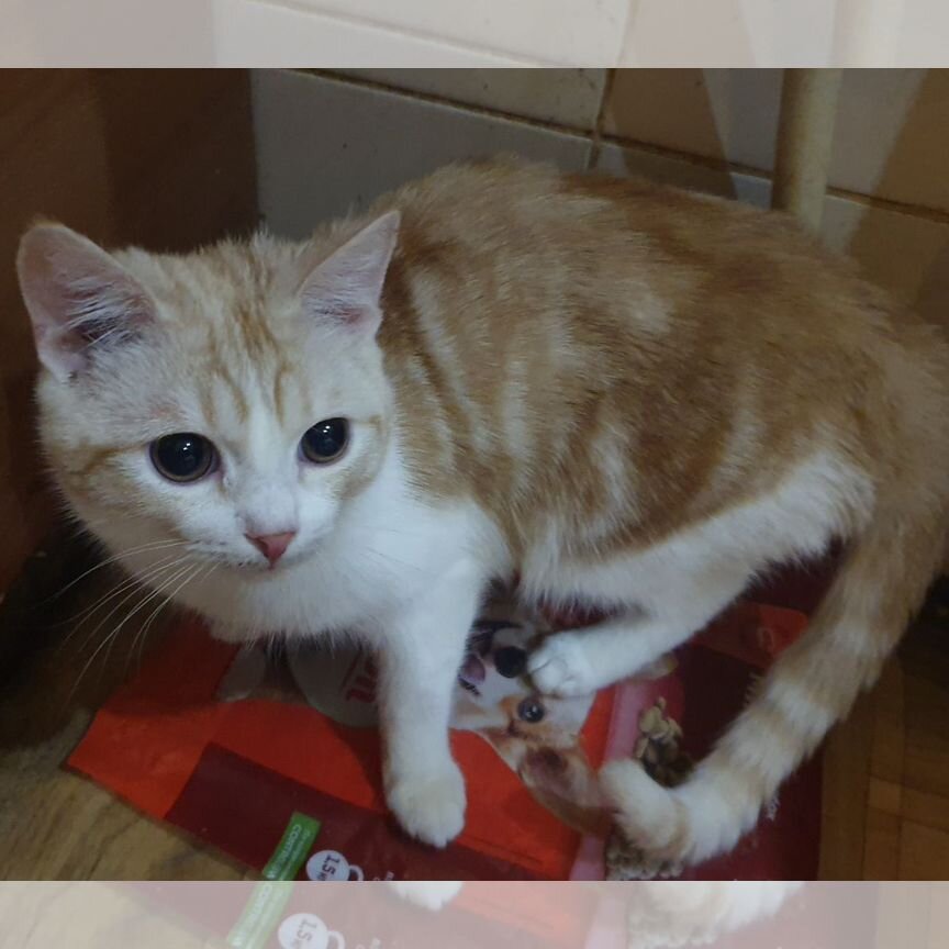 Британский короткошёрстный котёнок