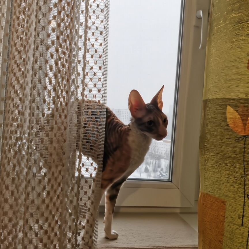 Корниш-рекс котёнок