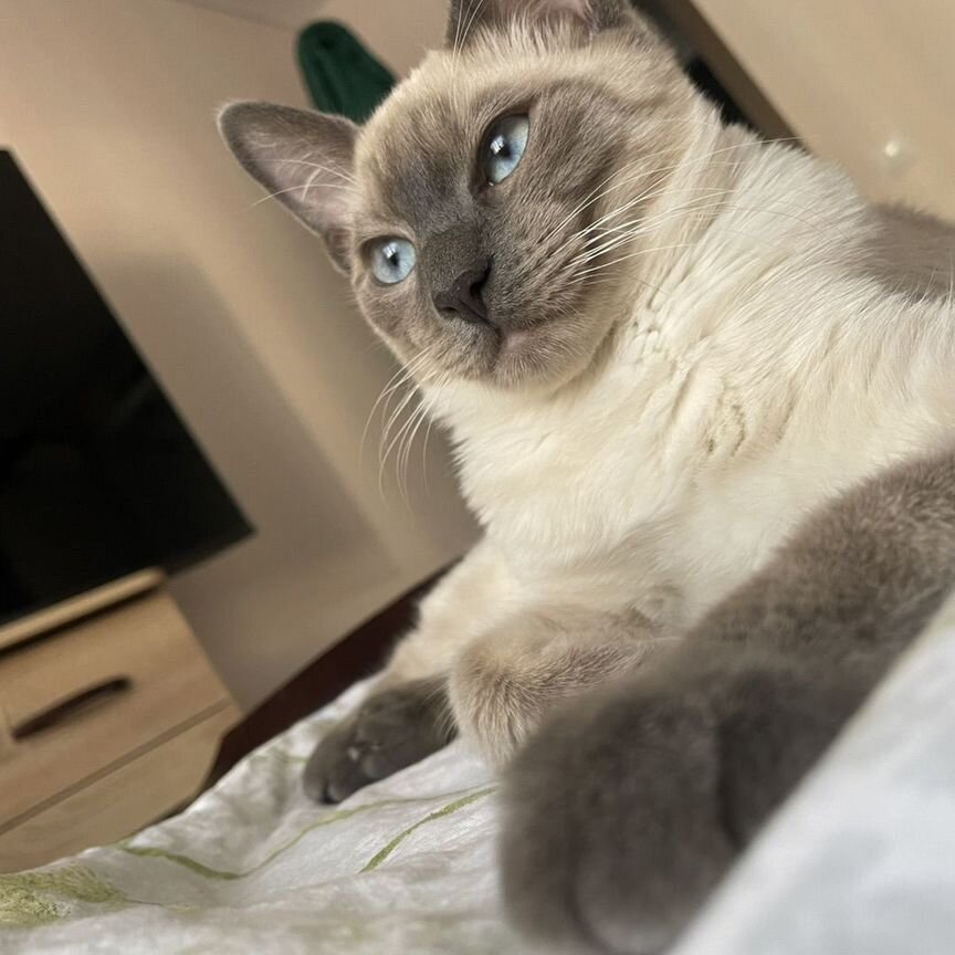 Тайский котик