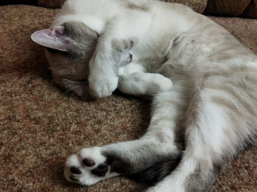 Кошка в дар