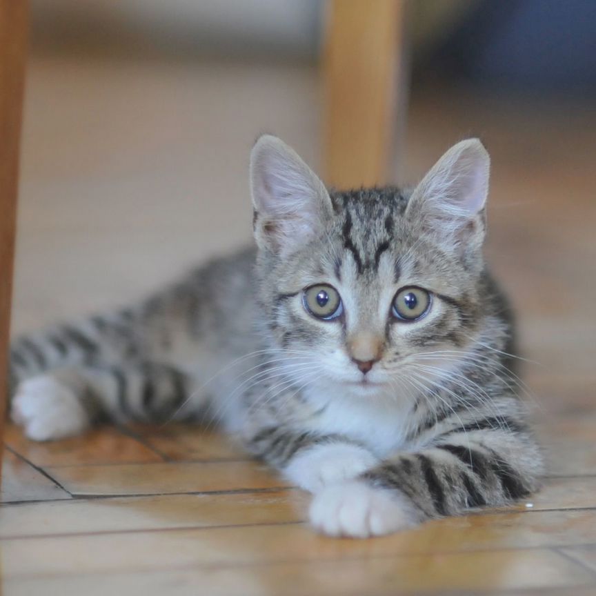 Котопупсик Пусëныш