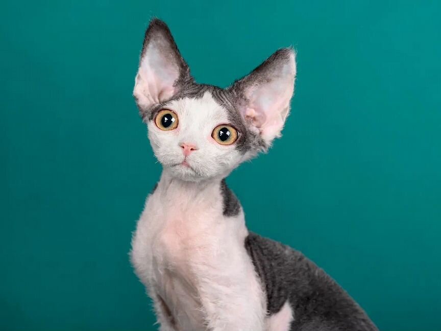 Пучинни мучащее счастье