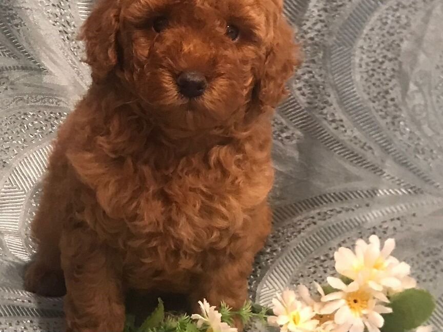 Щенок Той Пудель мальчик