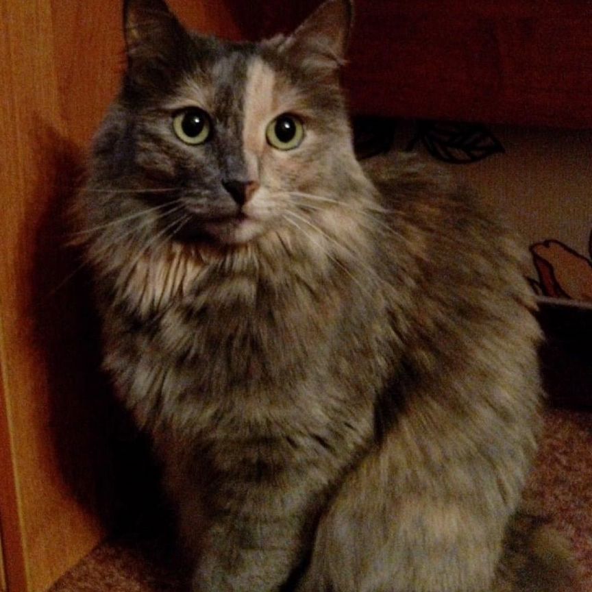 Отдам в добрые руки