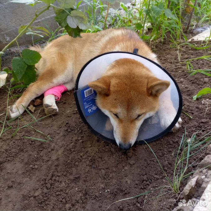 Отдам собаку Сиба-ину