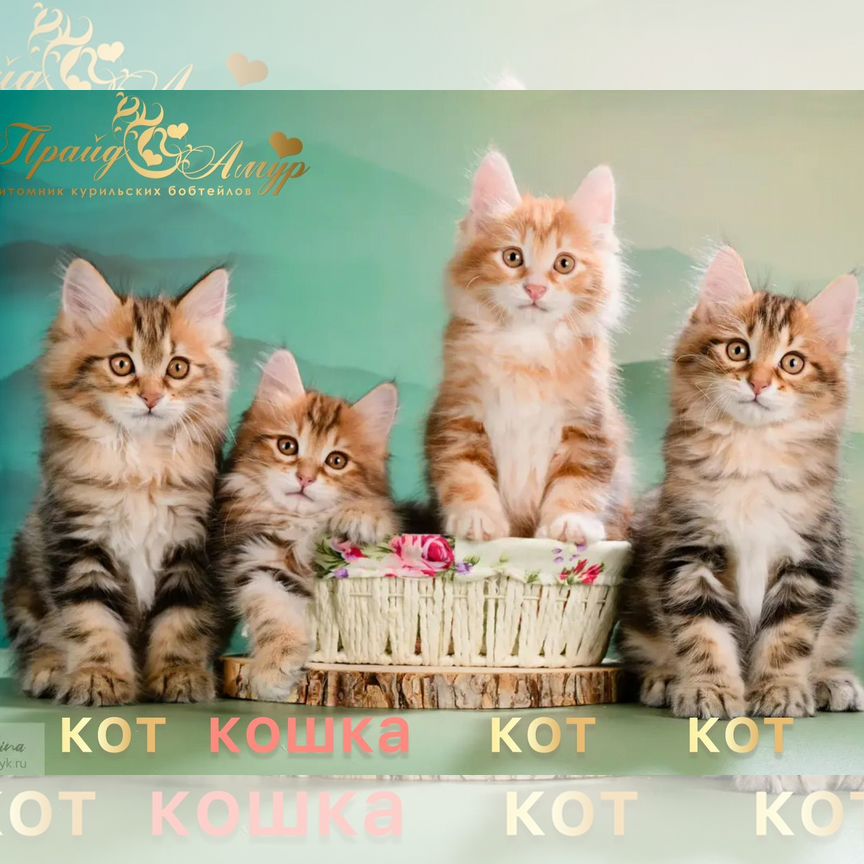 Курильский бобтейл длинношёрстный котёнок