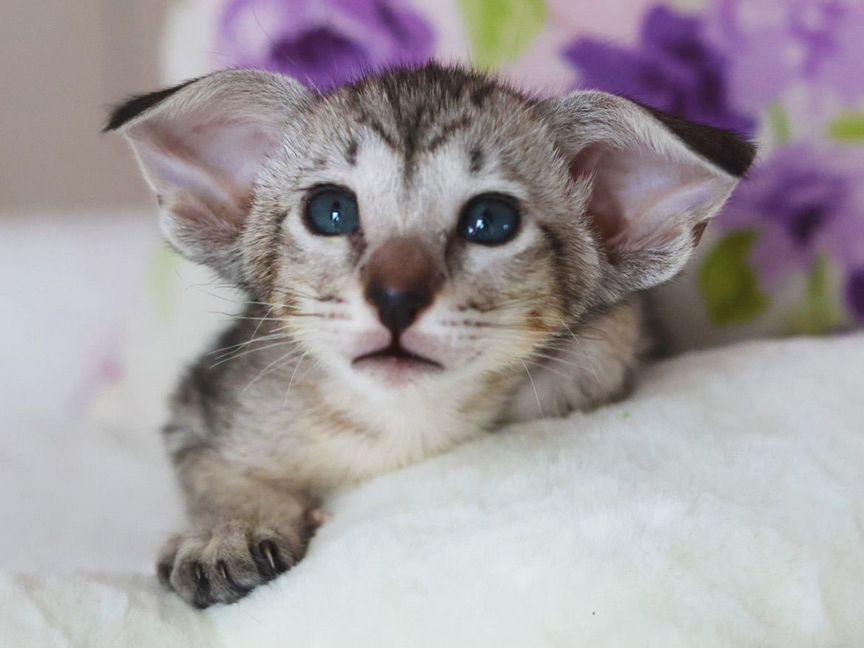 Ориентальный котенок