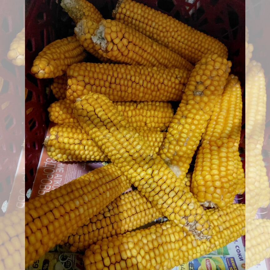 Кукуруза сушёная