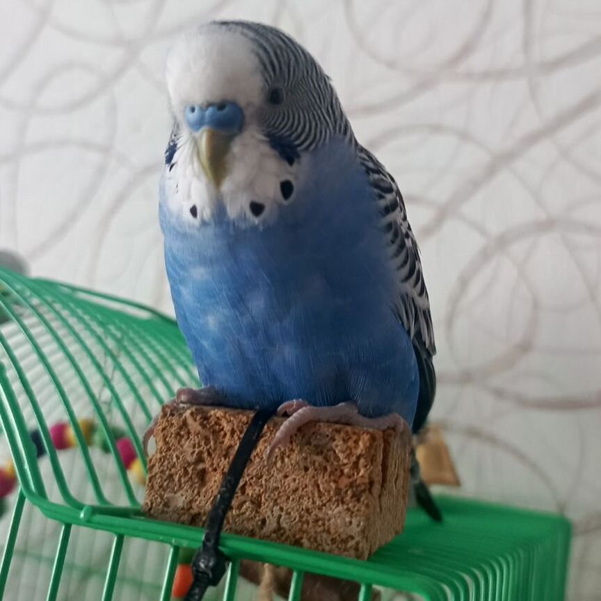 Волнистый попугай с клеткой