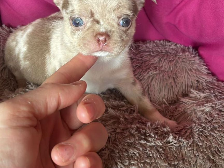 Щенки чихуахуа