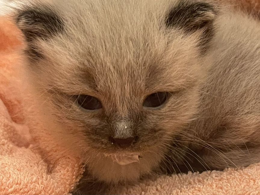 Котенок тайский с ладошку