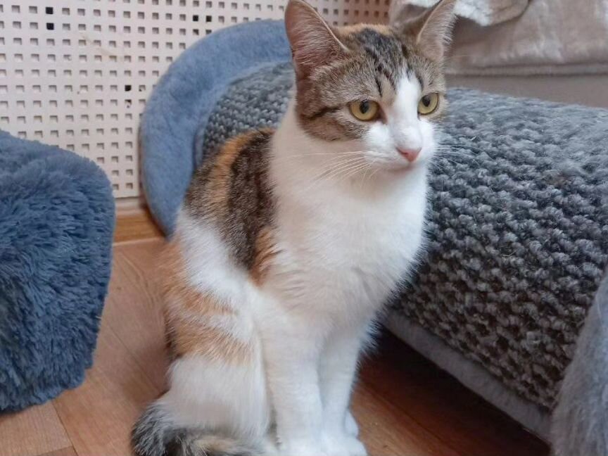 Трехцветная кошка в добрые руки