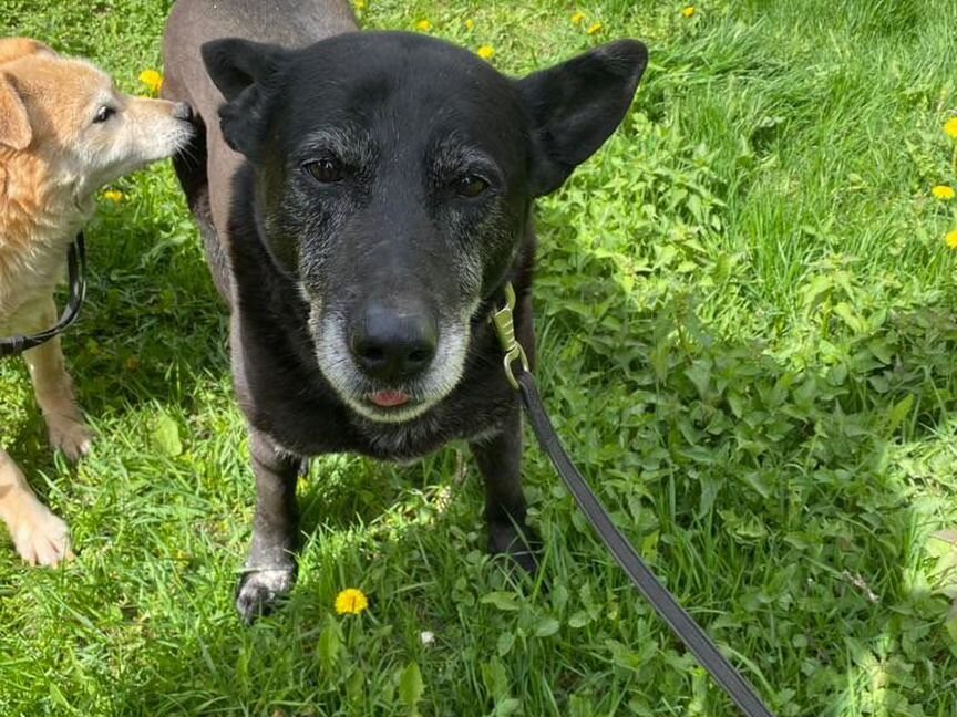 Собака в добрые руки