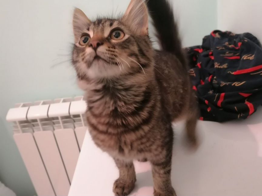 Нашла котёнка