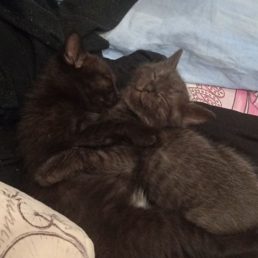 Котёнок 1,5 месяца