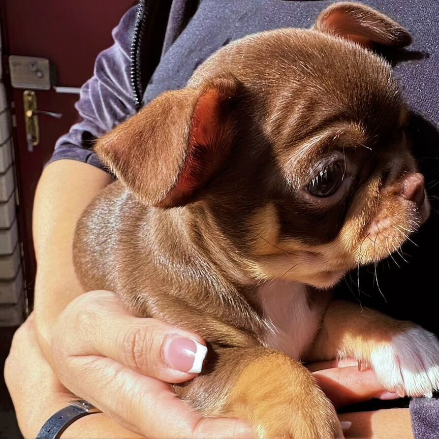 Продаются щенки чихуахуа