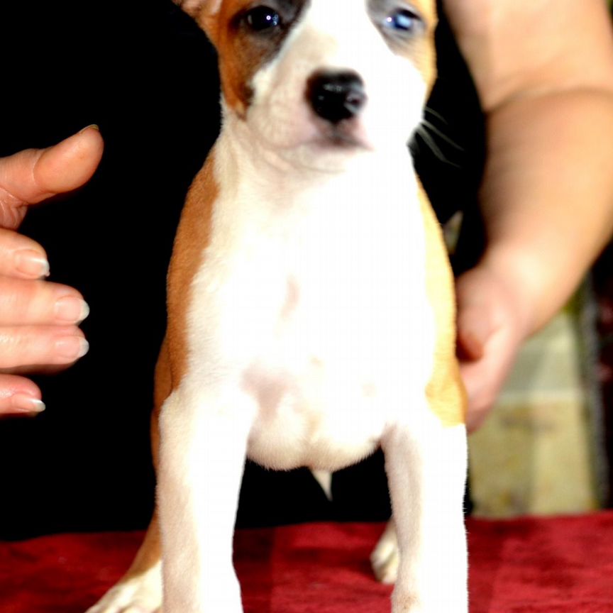 Американский стаффордширский терьер