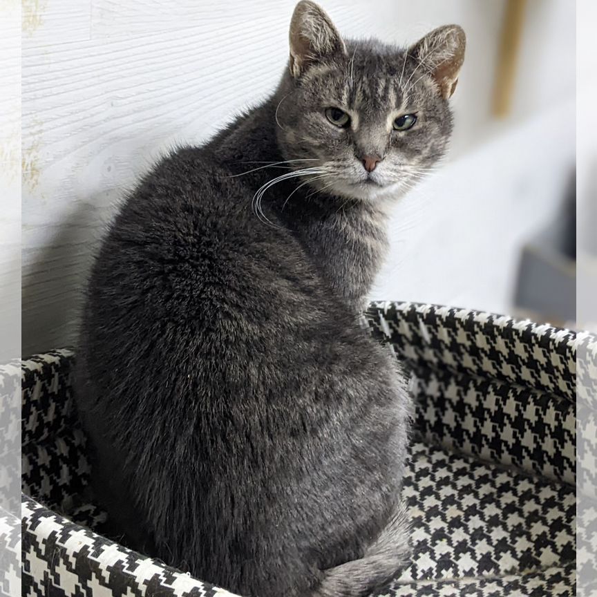 Взрослая, кошка в добрые руки