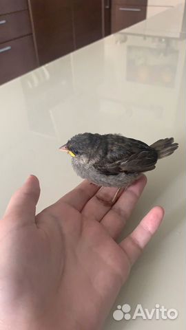 Воробушек ручной