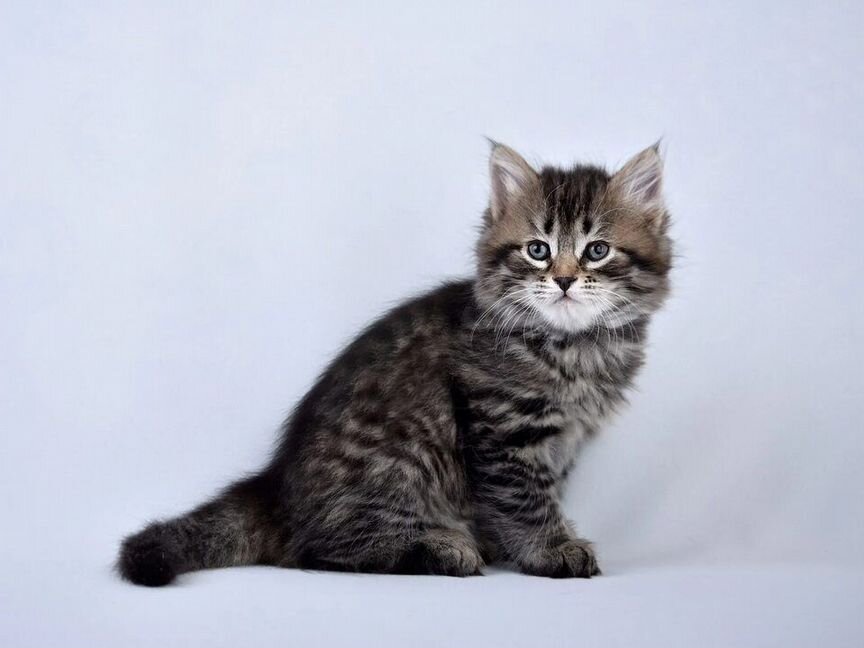 Мейн кун метис