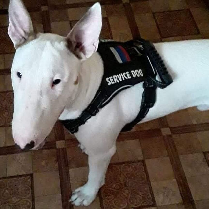 Бультерьер, взрослый пёс