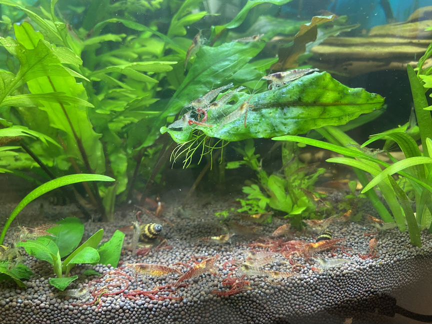 Аквариумные креветки