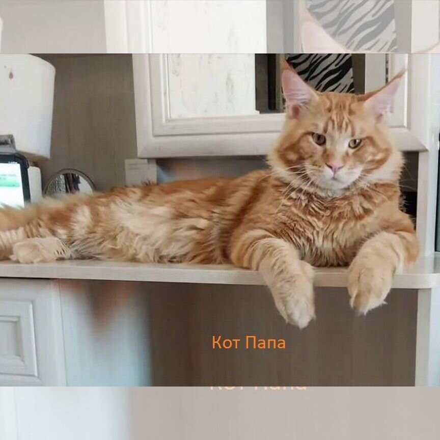 Продам очаровательных котят Мейн-кун. Красный мрам