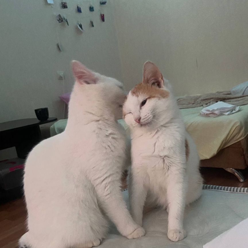 Белый котенок